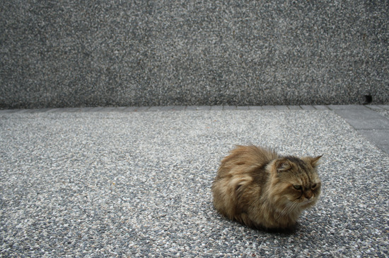 Julia Lien's Images – Canva