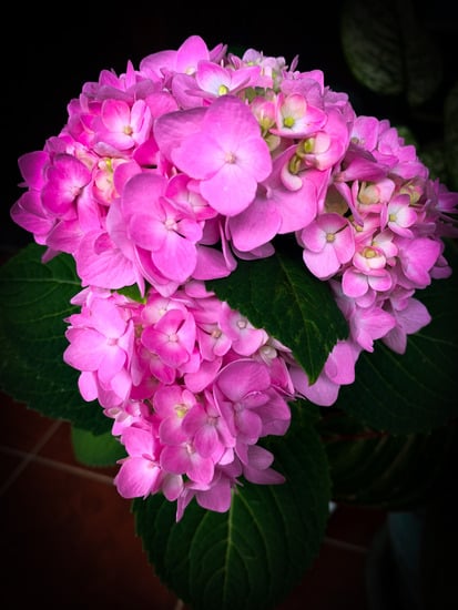 Gambar Minmin Hapsari – Canva