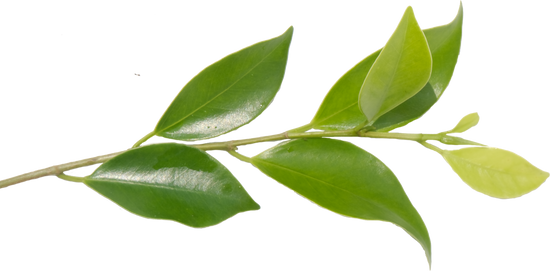 Ahsan Creative – Canva