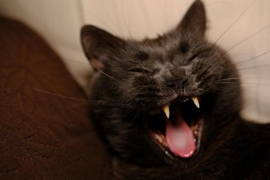 Vladyslav Babenko – Canva