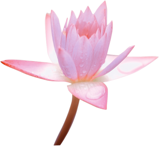 DIMD NYC's Images – Canva