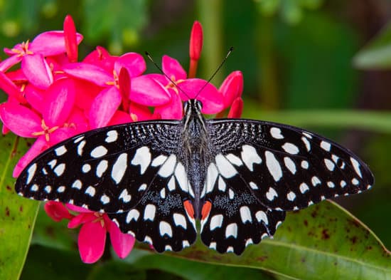 Varad Bansod – Canva