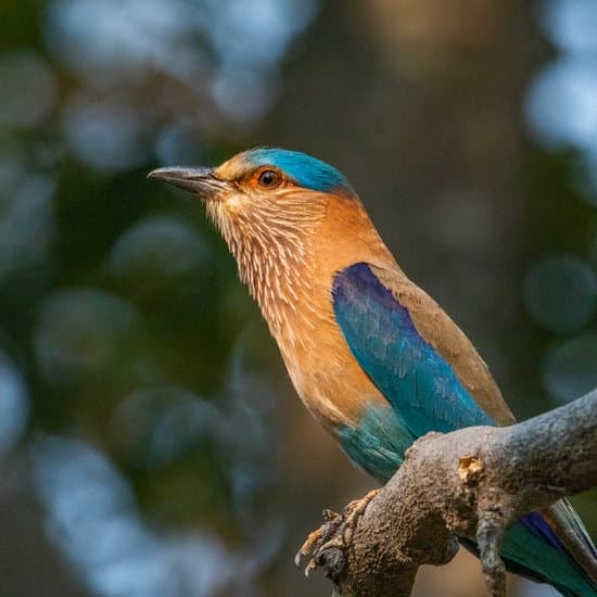 Varad Bansod – Canva