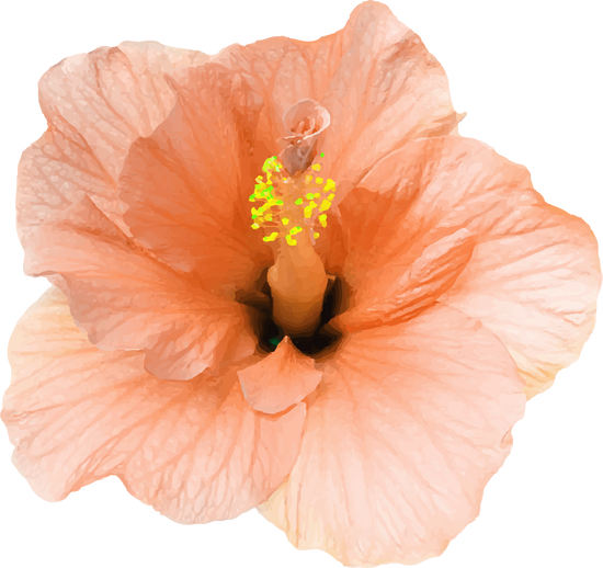 kanwal's Images – Canva