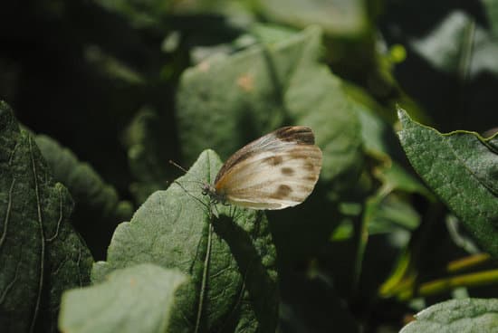 Irish Pascual's Images – Canva