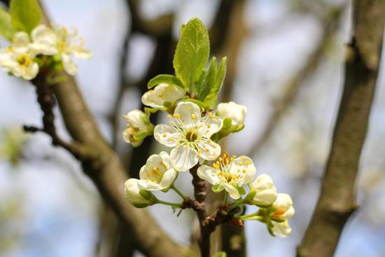 Adee Adee's Images – Canva