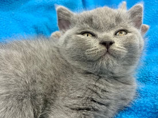 Ninz Workplace – Canva