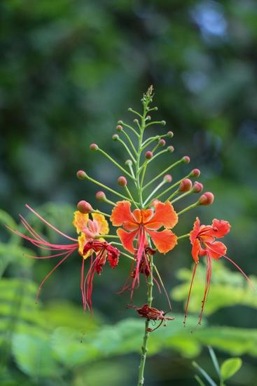 Iftikhar Alam – Canva