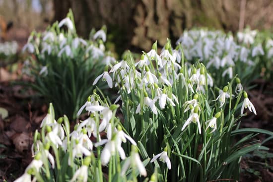 Blue Monkey Creative Ltd – Canva