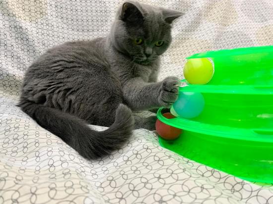 Ninz Workplace – Canva