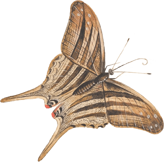 Pela Store – Canva