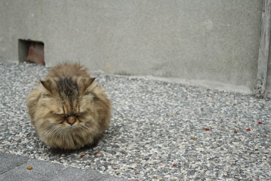 Julia Lien's Images – Canva