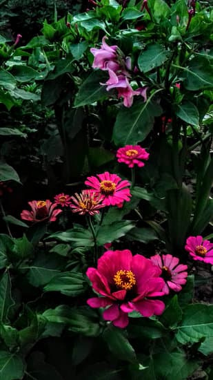 Me Flowery – Canva