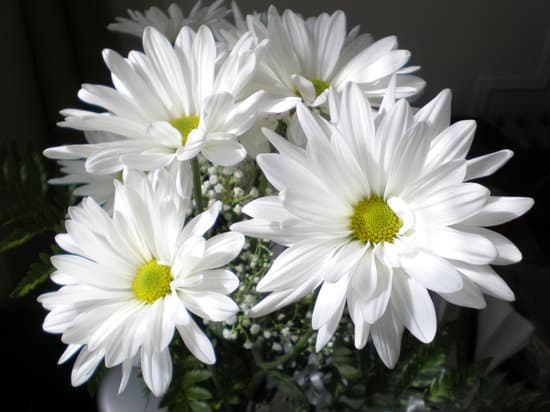 Cybele & Co. – Canva