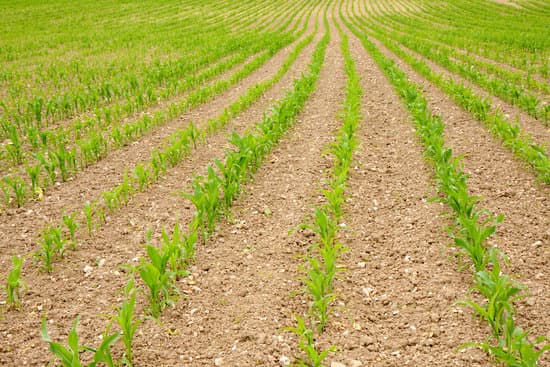 Simon Greig – Canva