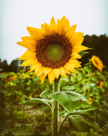 Rex Williams – Canva