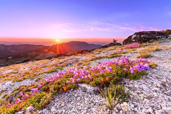 Jared Hail – Canva