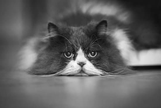 Luca Foscili – Canva