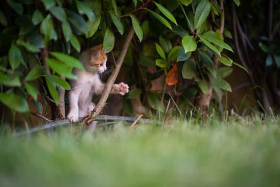 Luca Foscili – Canva