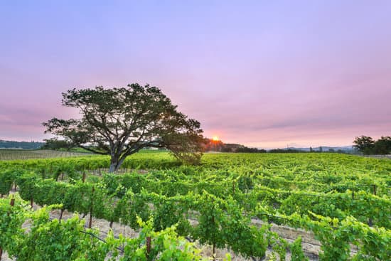 Jared Hail – Canva