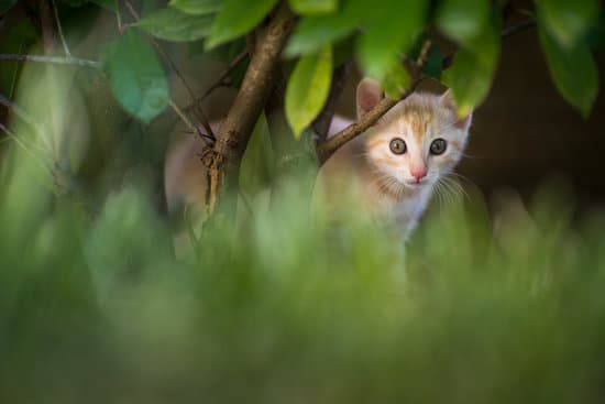 Luca Foscili – Canva