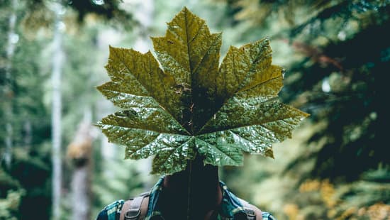 Jesse Echevarria – Canva