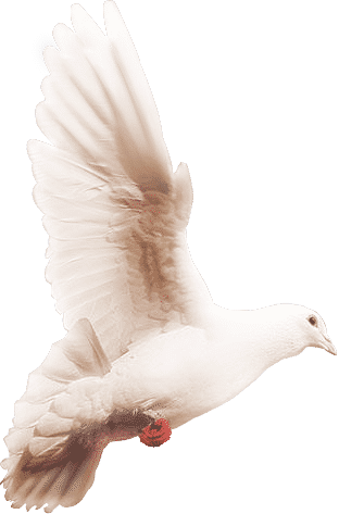 Canva Creative Studio – Canva