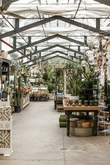 America Roe Photography – Canva