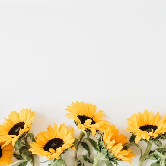 Floral Deco – Canva