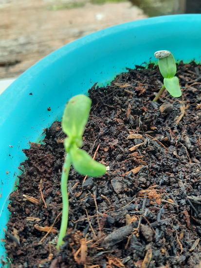 Gambar Saprina – Canva