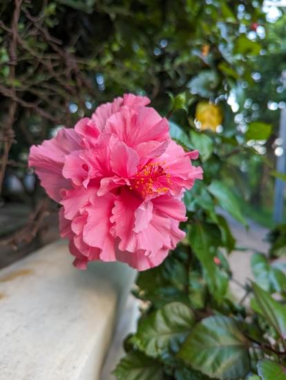 Iftikhar Alam – Canva