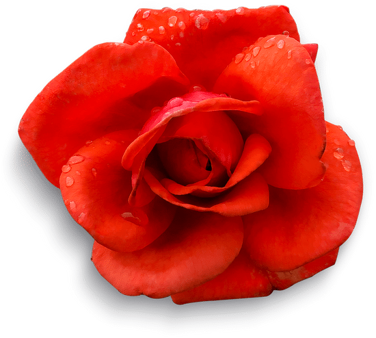 Jump Studio – Canva