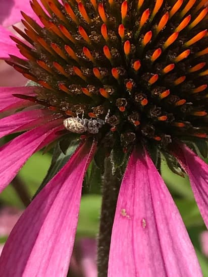 Gina Hoagland's Images – Canva