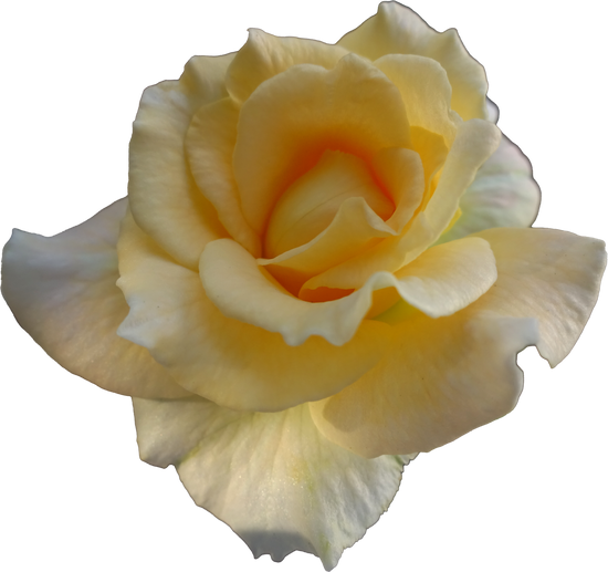 Dharmesh Jadav's Pixels – Canva