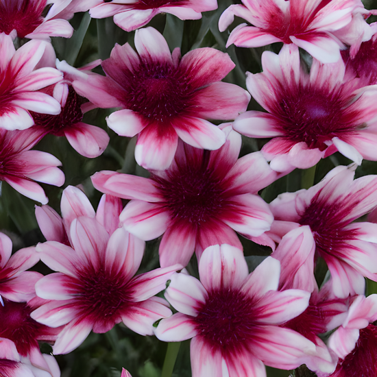 So Content Design – Canva