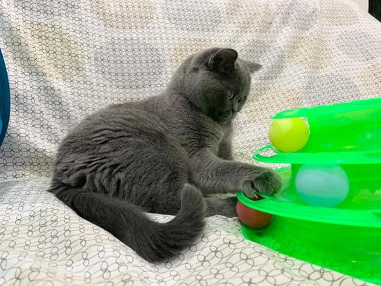 Ninz Workplace – Canva