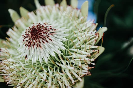 Be Aloha Photo – Canva