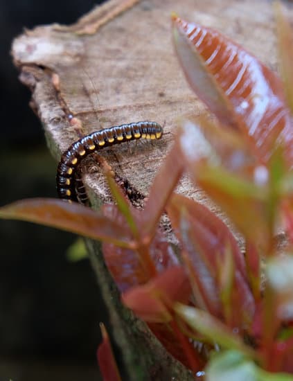 Arlene Solis Chua's Images – Canva