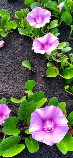 Gambar Dudin SGL – Canva