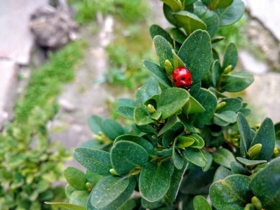 Me Flowery – Canva