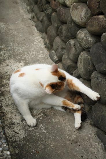 Julia Lien's Images – Canva