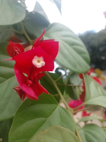 Imagens de Vanessa Holz Faller – Canva