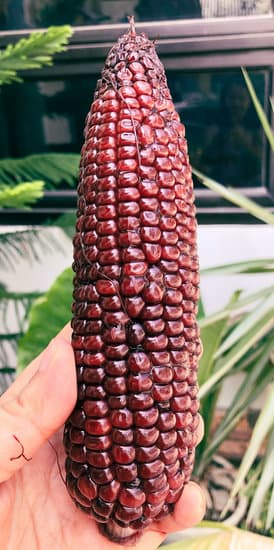 Mae Cadungog's Images – Canva