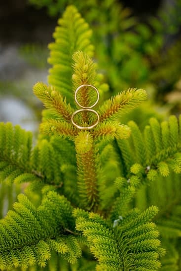 Zenneth Rowellyn Ochavo's Images – Canva