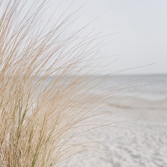 Floral Deco – Canva