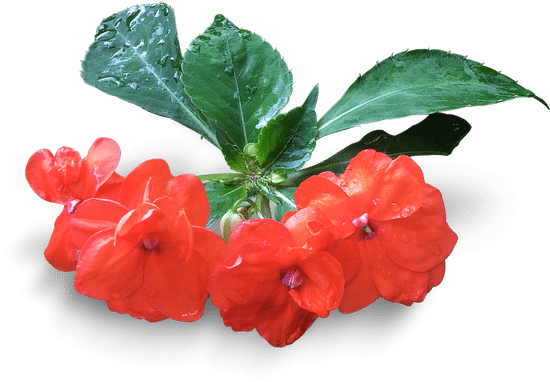 Jump Studio – Canva