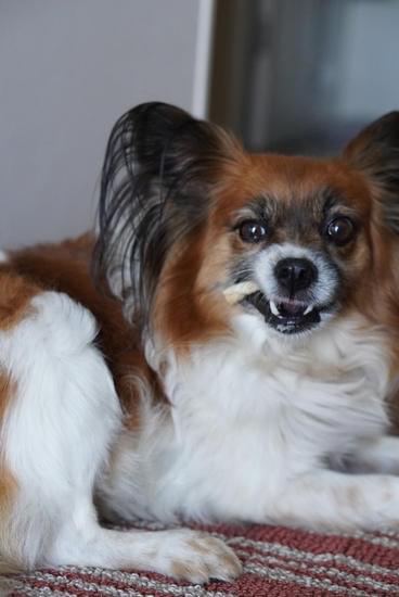 Lisa Gallegos Pup Photos – Canva