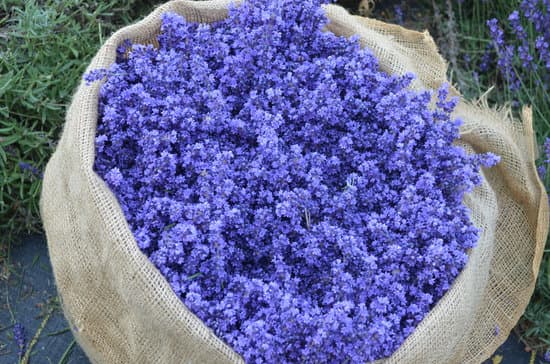 DIMD NYC's Images – Canva