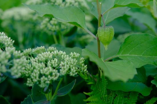 Vladyslav Babenko – Canva
