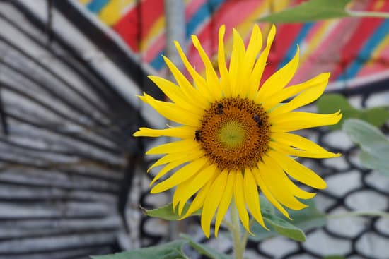 ภาพของDaarsan – Canva